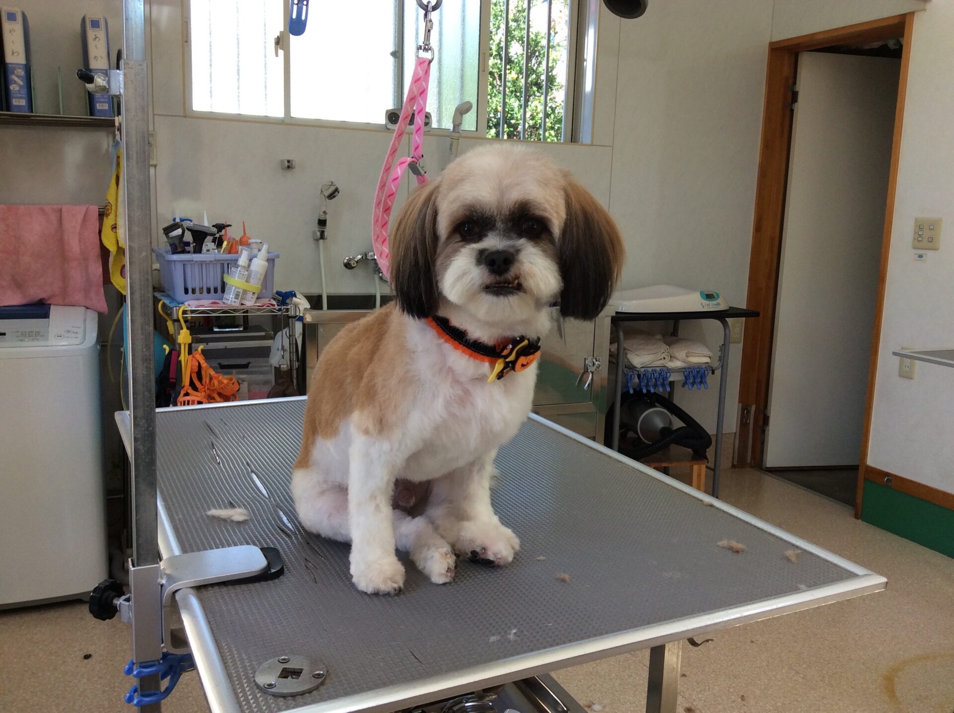 IMG_6062 | ドッグサロンべあ